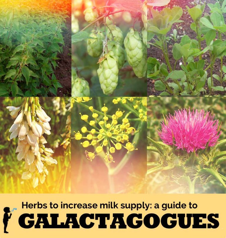 Herbs to increase milk supply: a guide to galactagogues - Naturopathic ...