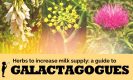 Herbs to increase milk supply: a guide to galactagogues - Naturopathic ...