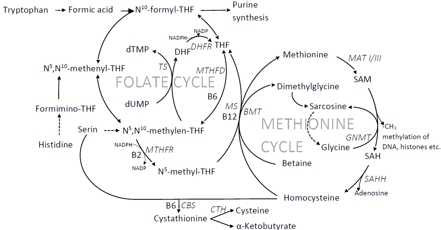 Is methylfolate safe for kids? What do naturopathic doctors use folate ...